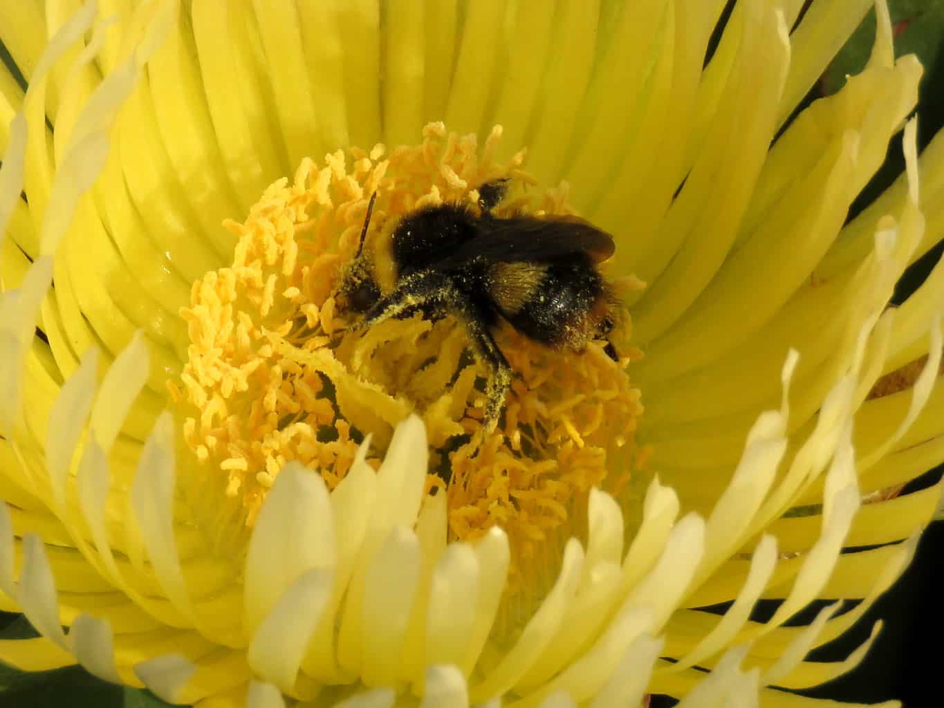 Endangered Bee Discovered at Ballona Wetlands – What Else Did the EIR ...