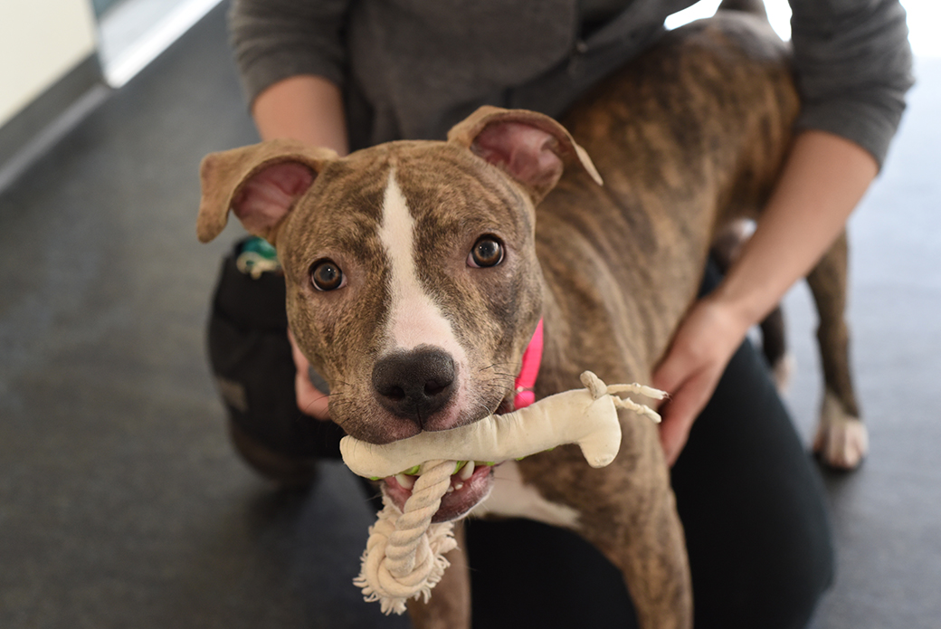 Ting Internet Supports Pet Adoptions “I Stand with My Pack” – Culver ...