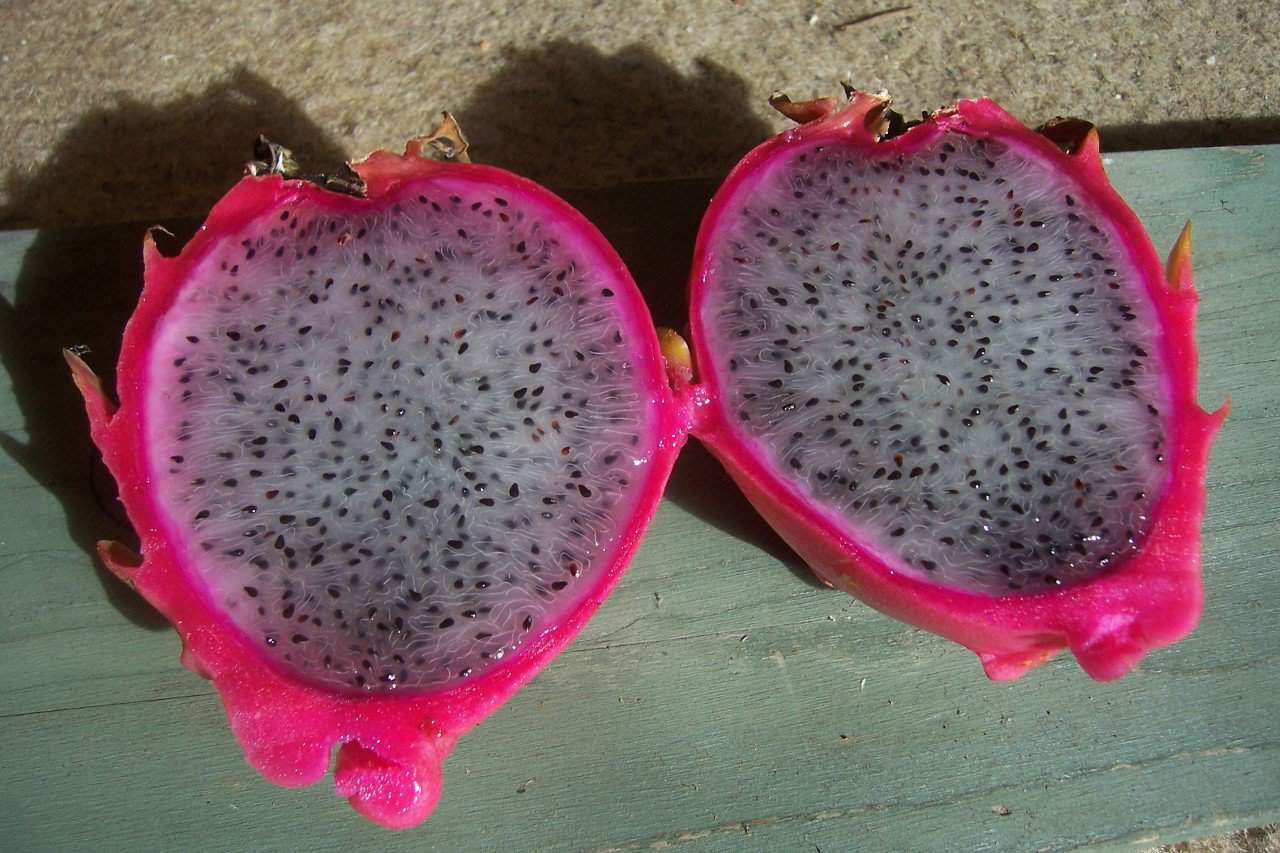 Culver City Garden Club “Growing Rare & Exotic Fruit in Your Own Yard ...