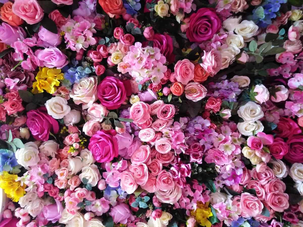 Culver City Garden Club: Growing Beautiful Roses with Stephen Reid ...