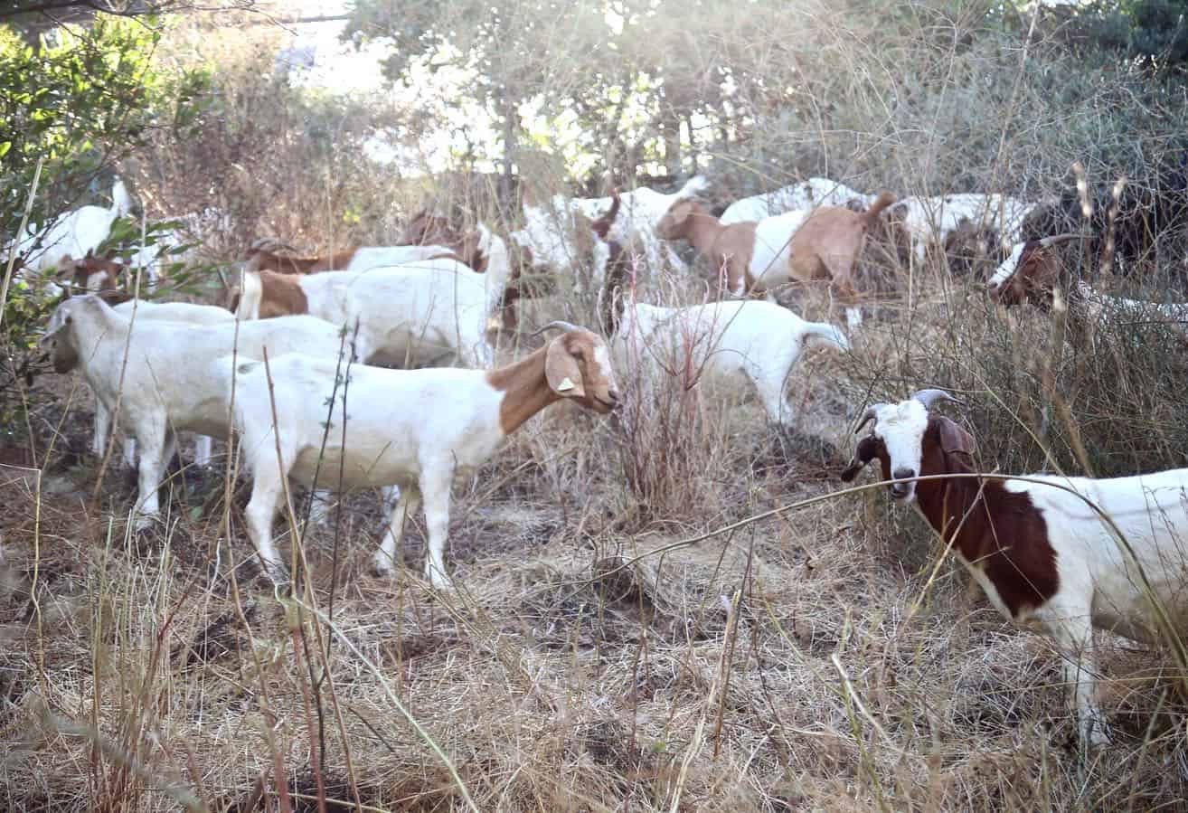 Goat Crews Clear Overgrowth at Bill Botts – Culver City Crossroads