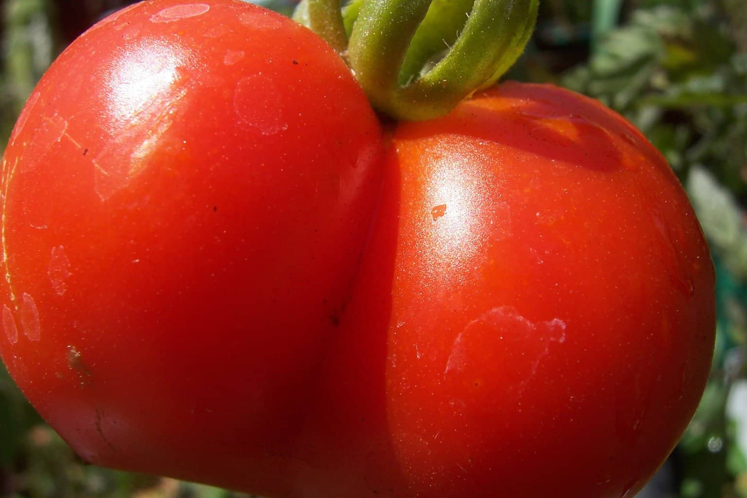 Culver City Garden Club – Hans Fama on the Art of Breeding Tomatoes ...