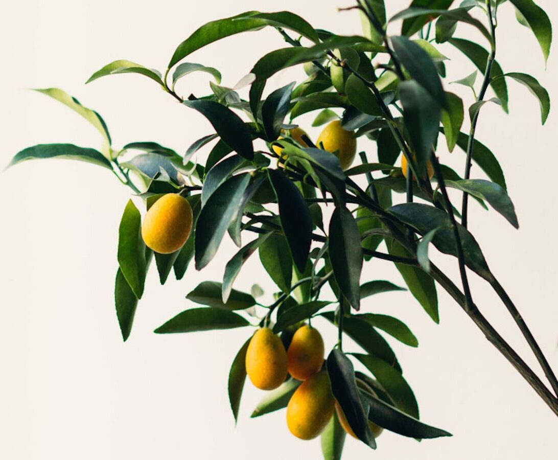 Truly ‘Tree-mendous’ – City to Offer Free Fruit Trees @ Enviro-Fest May ...