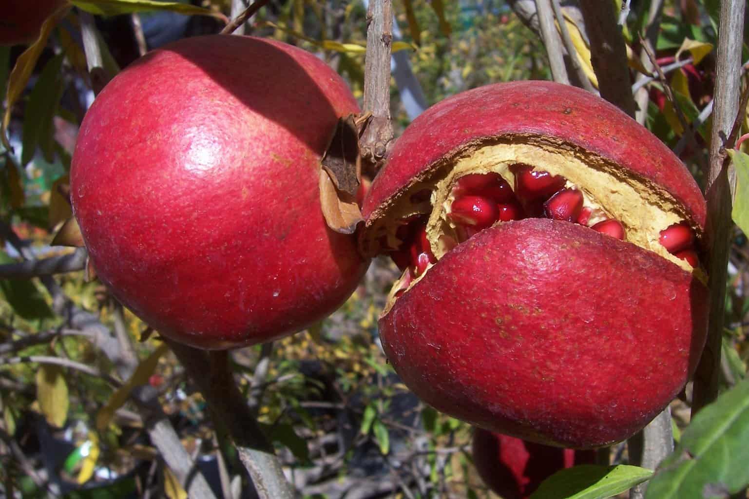 Culver City Garden Club – “Fall & Winter Vegetable Gardening” – Culver ...