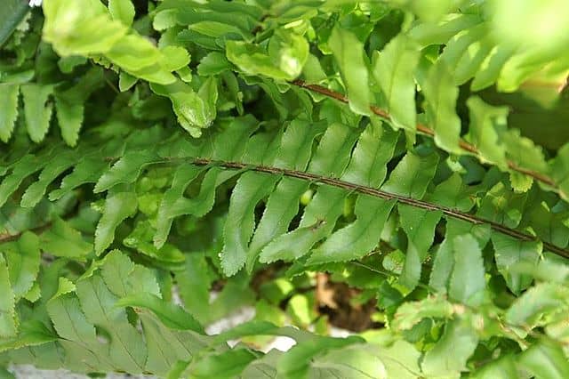 Culver City Garden Club – Ferns 101 – Culver City Crossroads