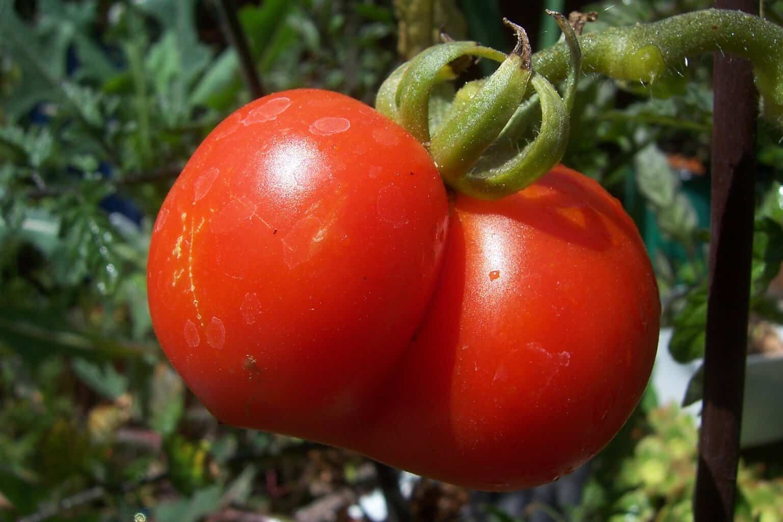 Tomato Master Class – CC Garden Club – Culver City Crossroads